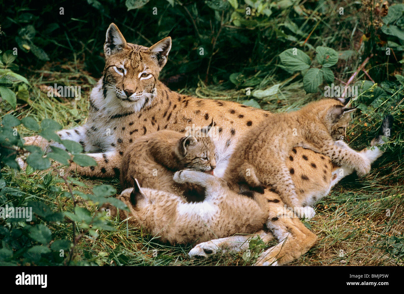 Eurasian Lynx with three cubs / Lynx Lynx Stock Photo: 29916037 - Alamy