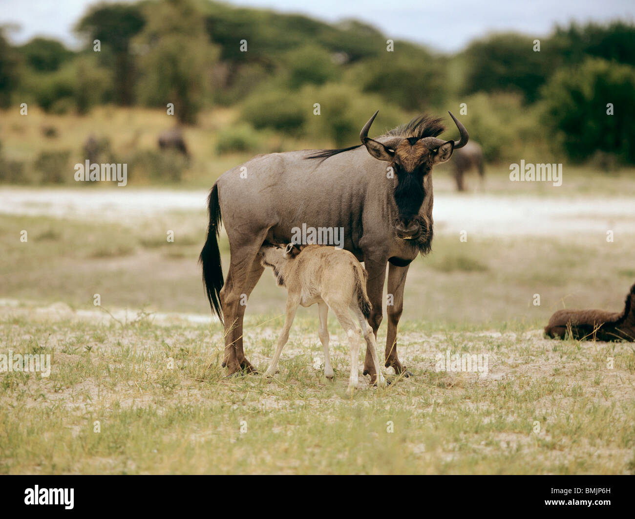 Blue Wildebeest - cow suckling its calf / Connochaetes taurinus Stock ...