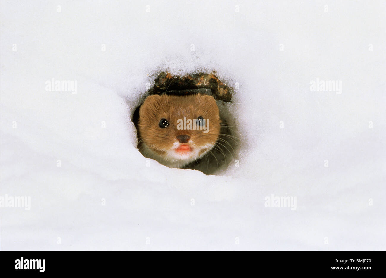 Stoat in the snow / Mustela erminea Stock Photo - Alamy