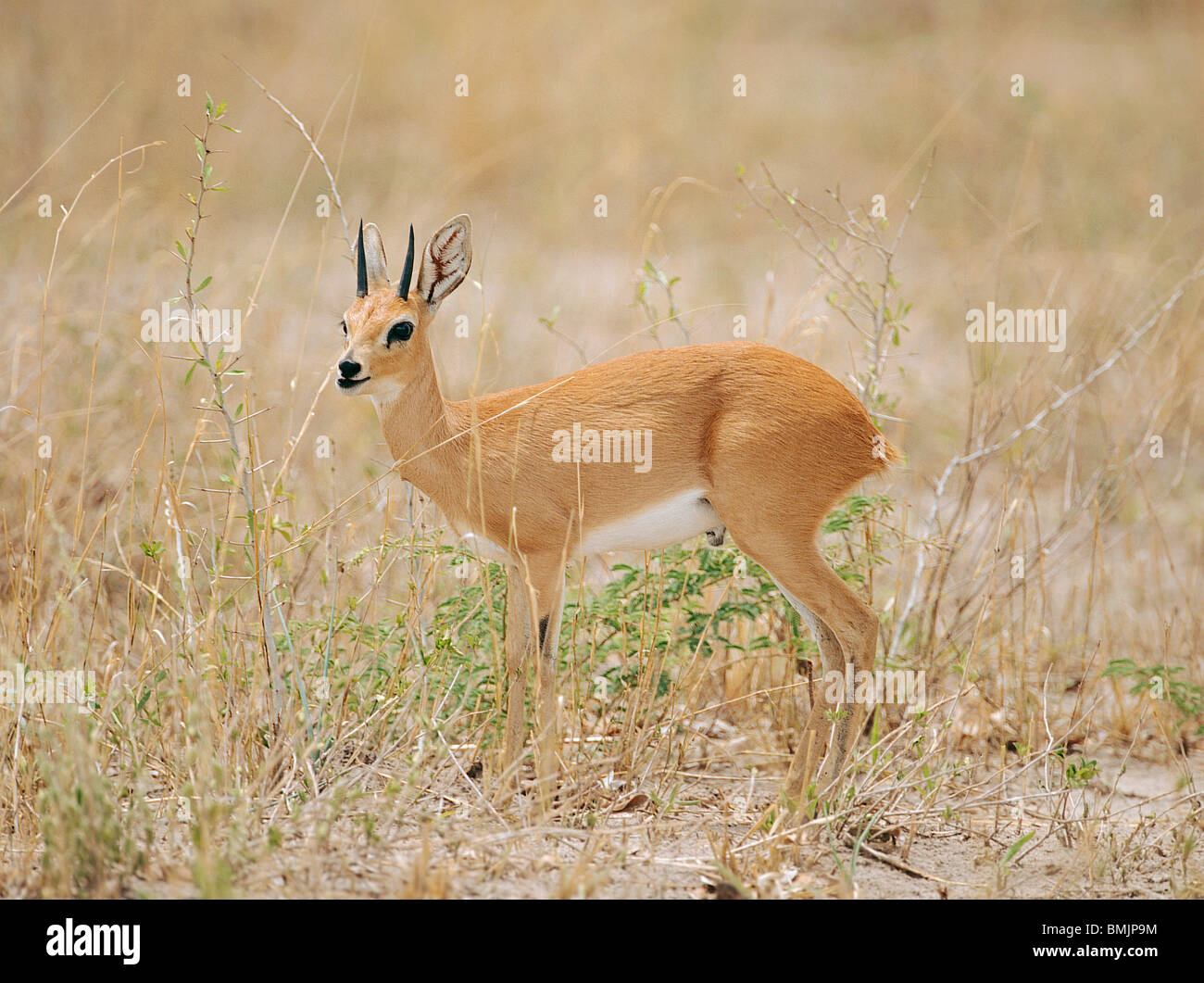 Steenboks Raphicerus Campestris High Resolution Stock Photography and ...