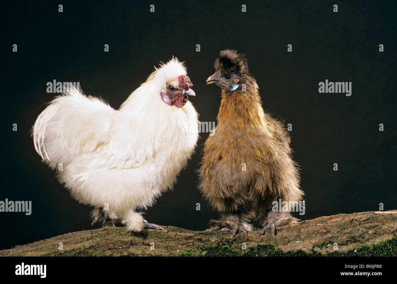 Silkies chickens hi-res stock photography and images - Alamy