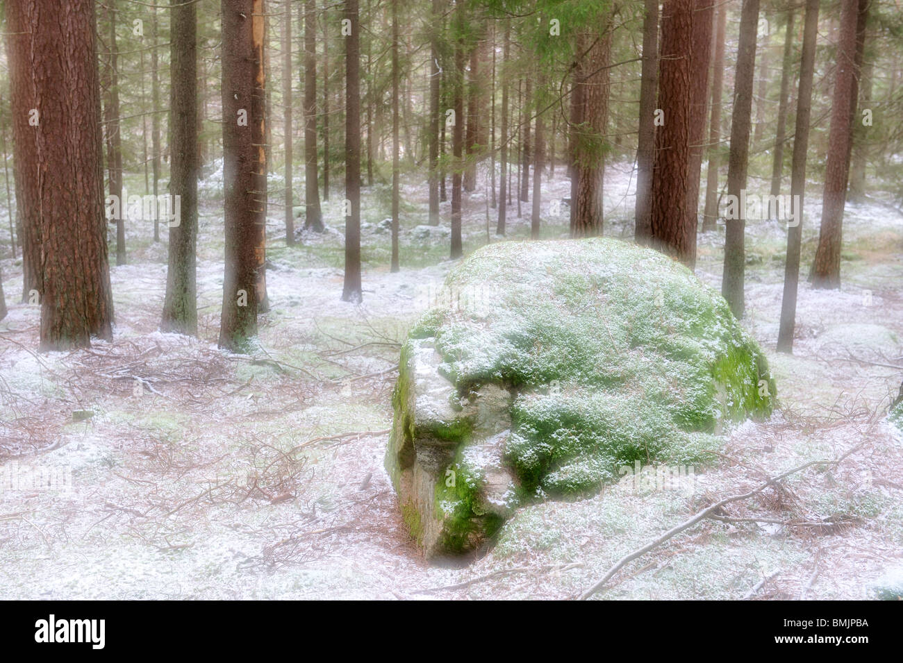 The forest in winter hi-res stock photography and images - Alamy