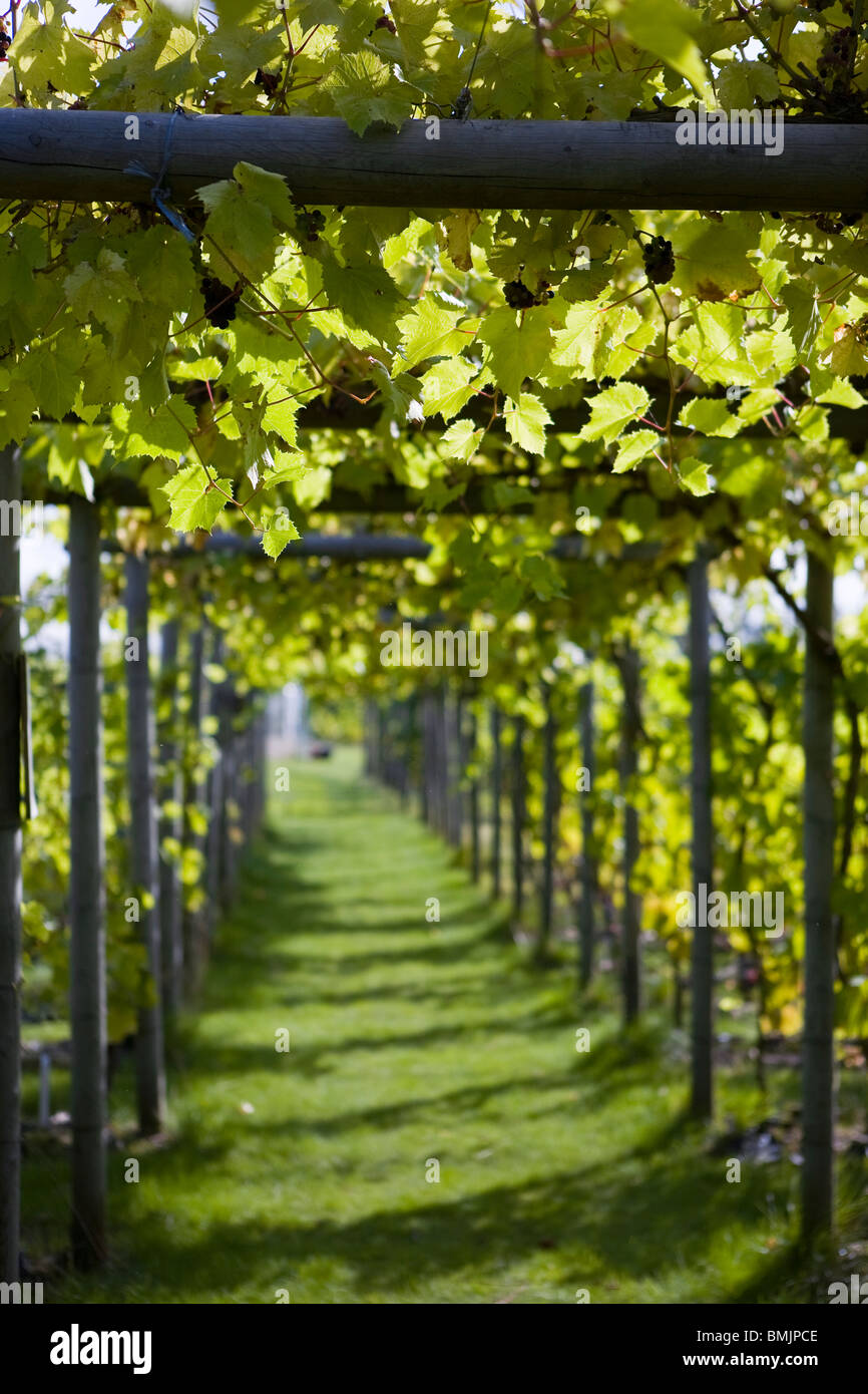 Vineyard plantations hi-res stock photography and images - Alamy