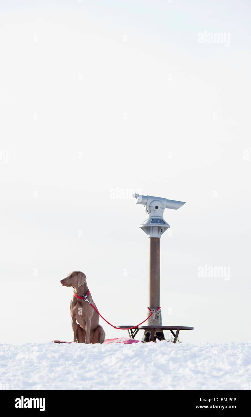 Dog telescope High Resolution Stock Photography and Images - Alamy