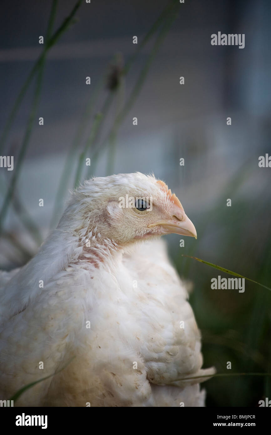 Swedish chicken hi-res stock photography and images - Alamy