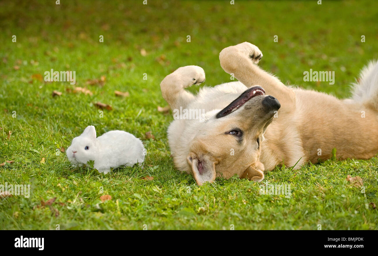 Dog rabbits hi-res stock photography and images - Alamy