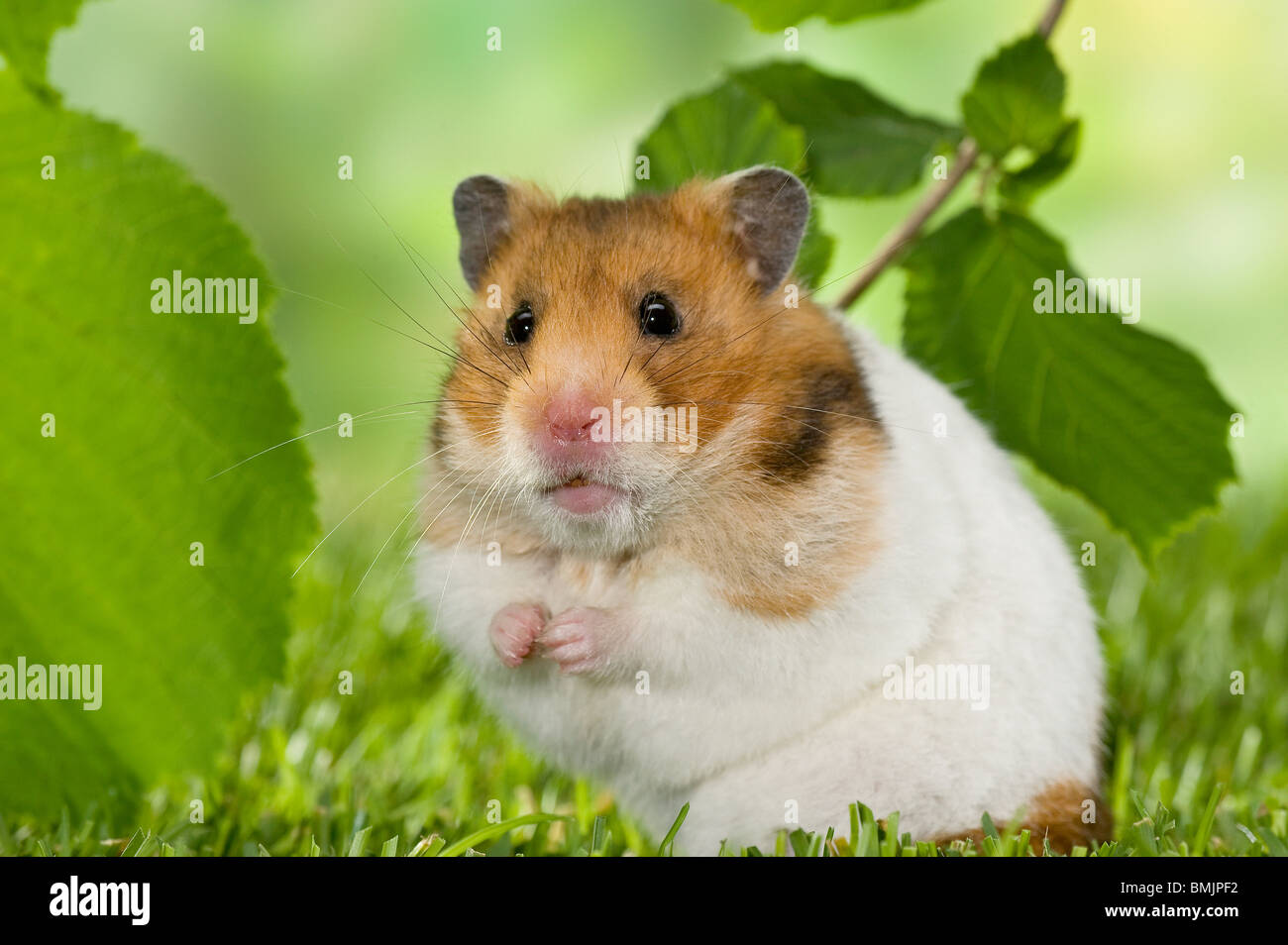 Golden Hamster (female) on meadow Stock Photo - Alamy