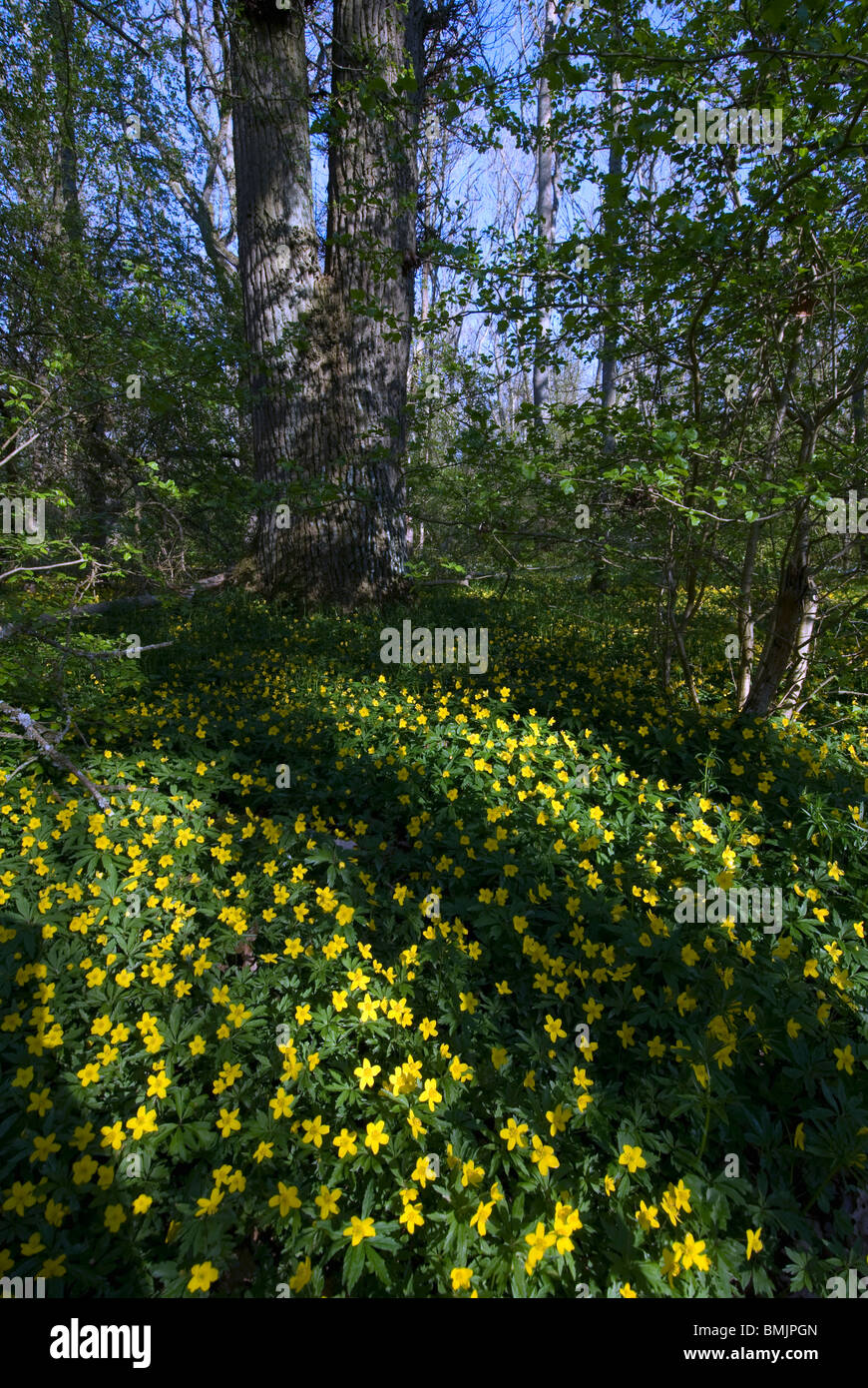 Scandinavia, Sweden, Skane, Oland, View of buttercup flower Stock Photo ...
