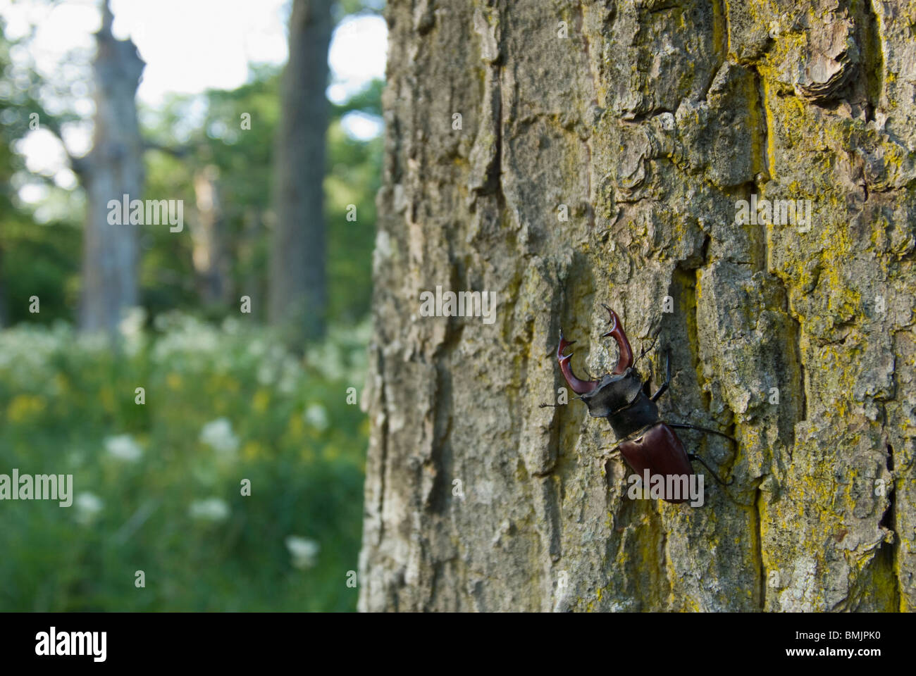 Wooden tree log with a stag beetle hi-res stock photography and images ...
