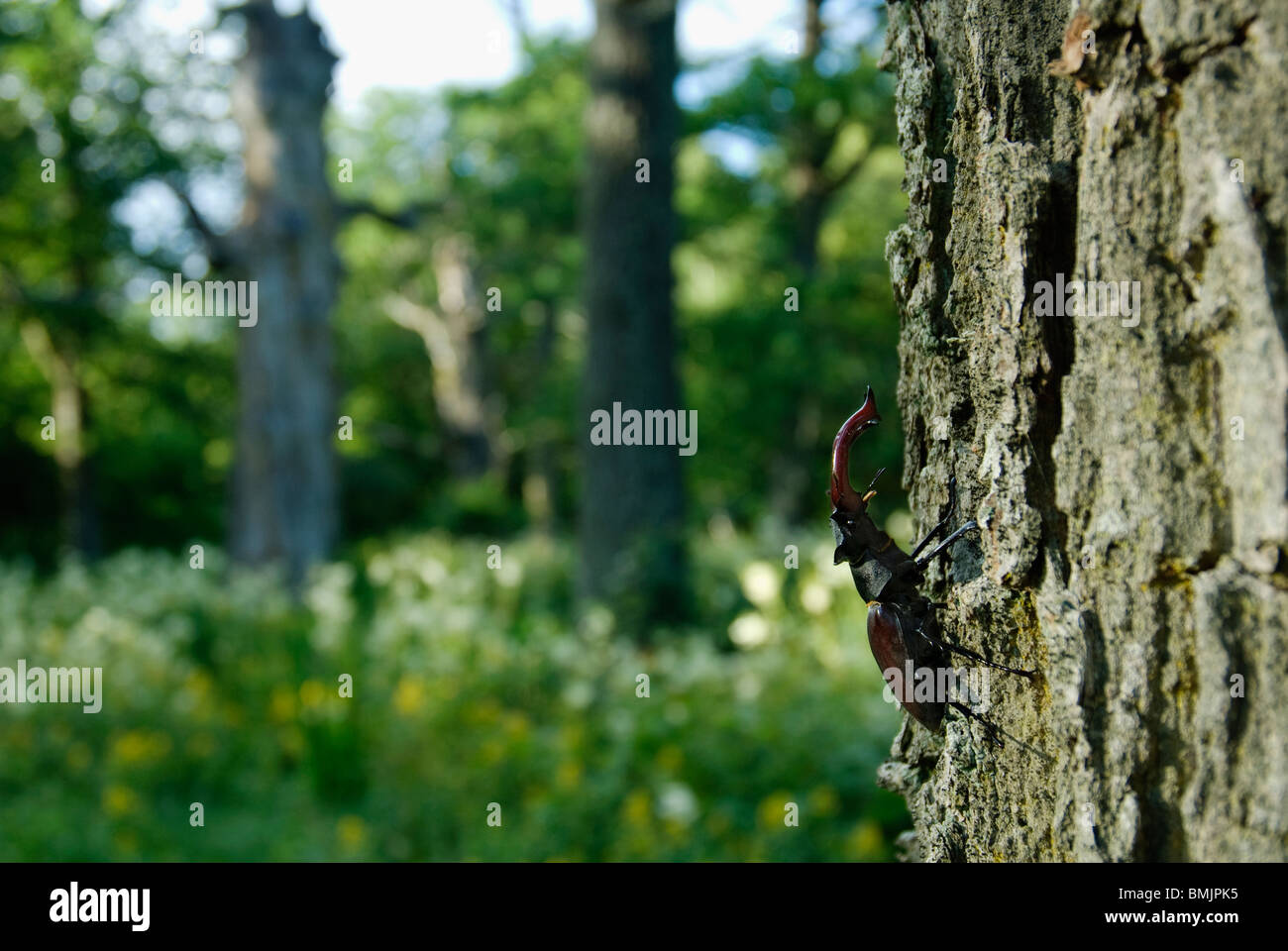 Stag Beetle On A Log High Resolution Stock Photography and Images - Alamy