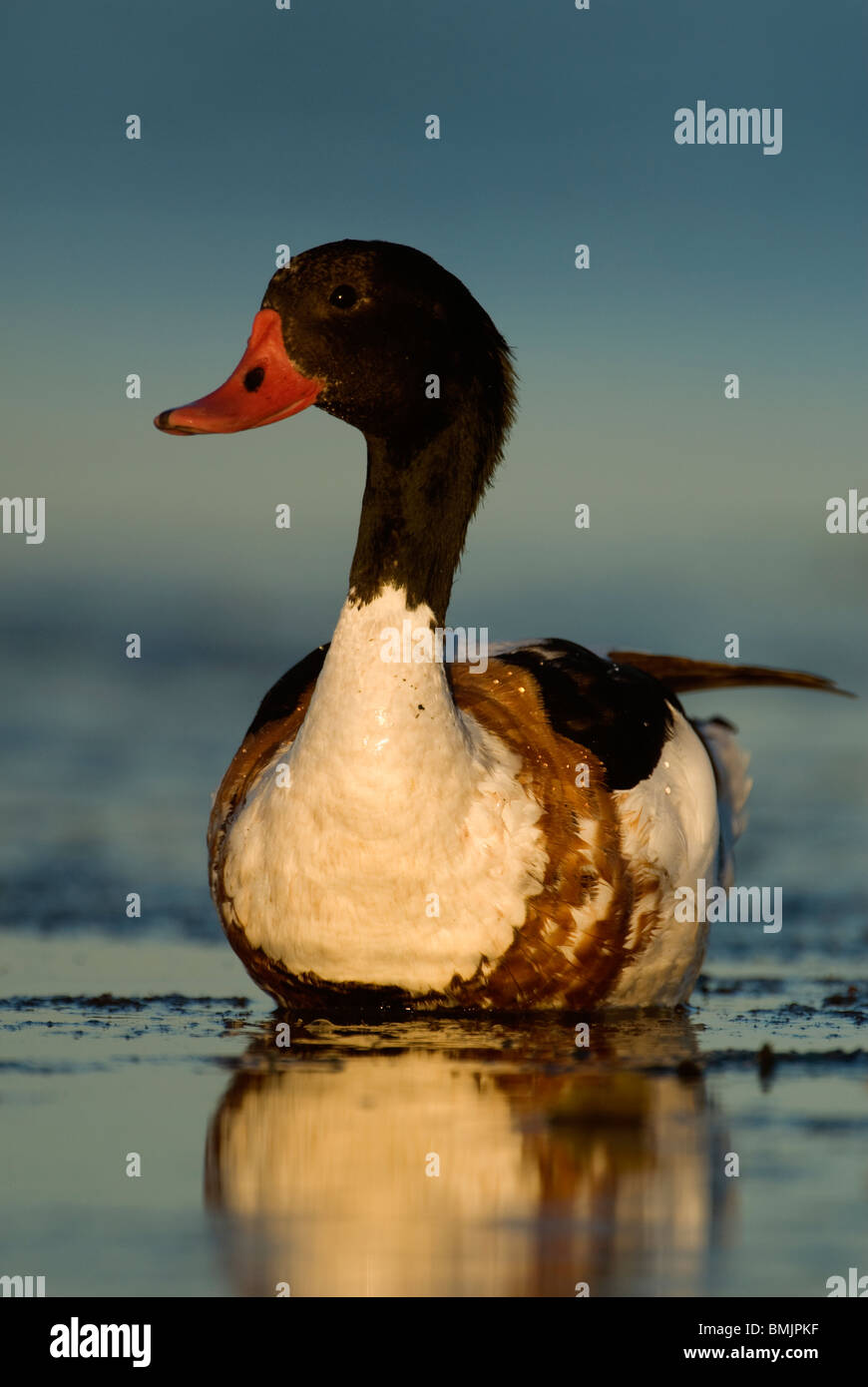 Shelduck hi-res stock photography and images - Alamy