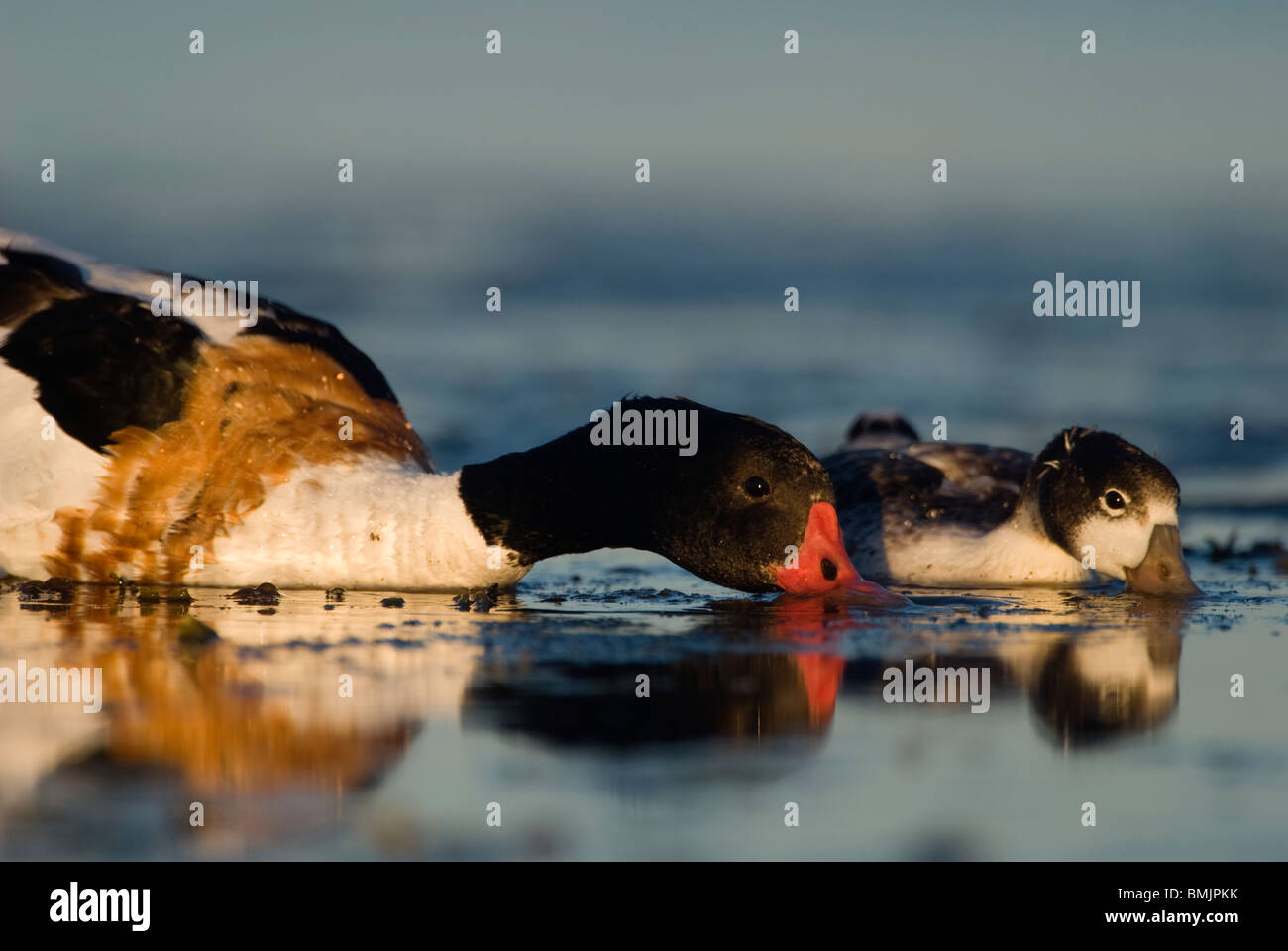 Scandinavia, Sweden, Oland, Common shelduck with duckling in water ...