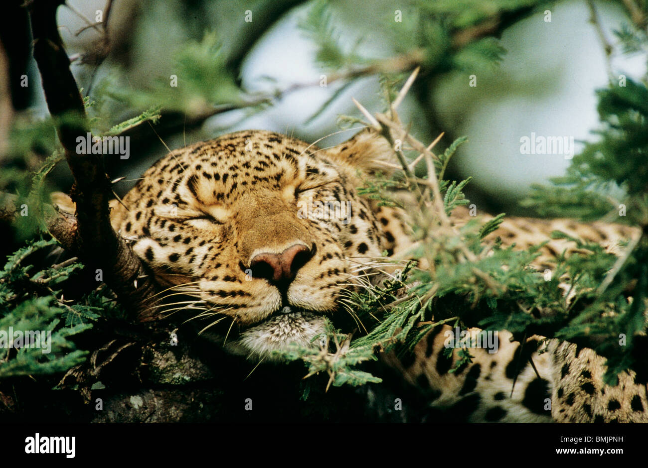 Leopard sleeping - portrait / Panthera pardus Stock Photo - Alamy