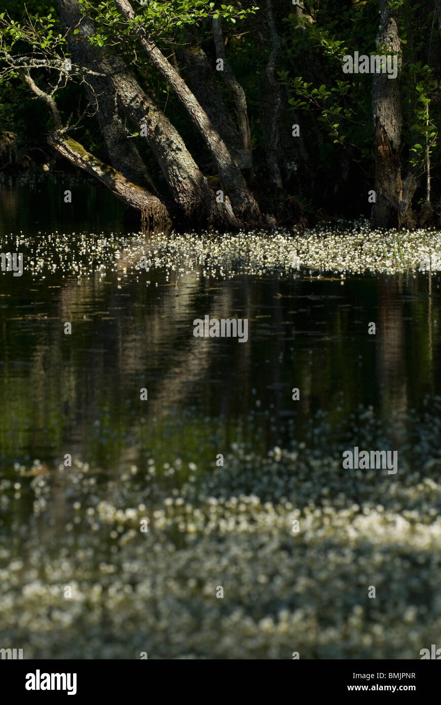 Swamp trees hi-res stock photography and images - Alamy