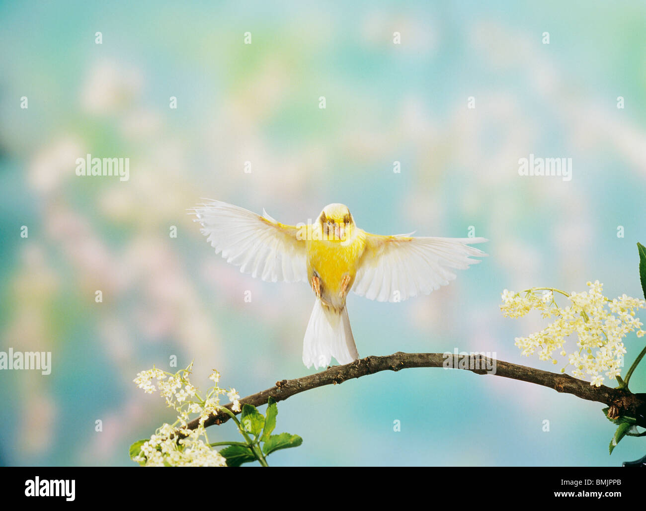 Domestic yellow canary (Harzer Roller), Adult bird landing on a twig ...