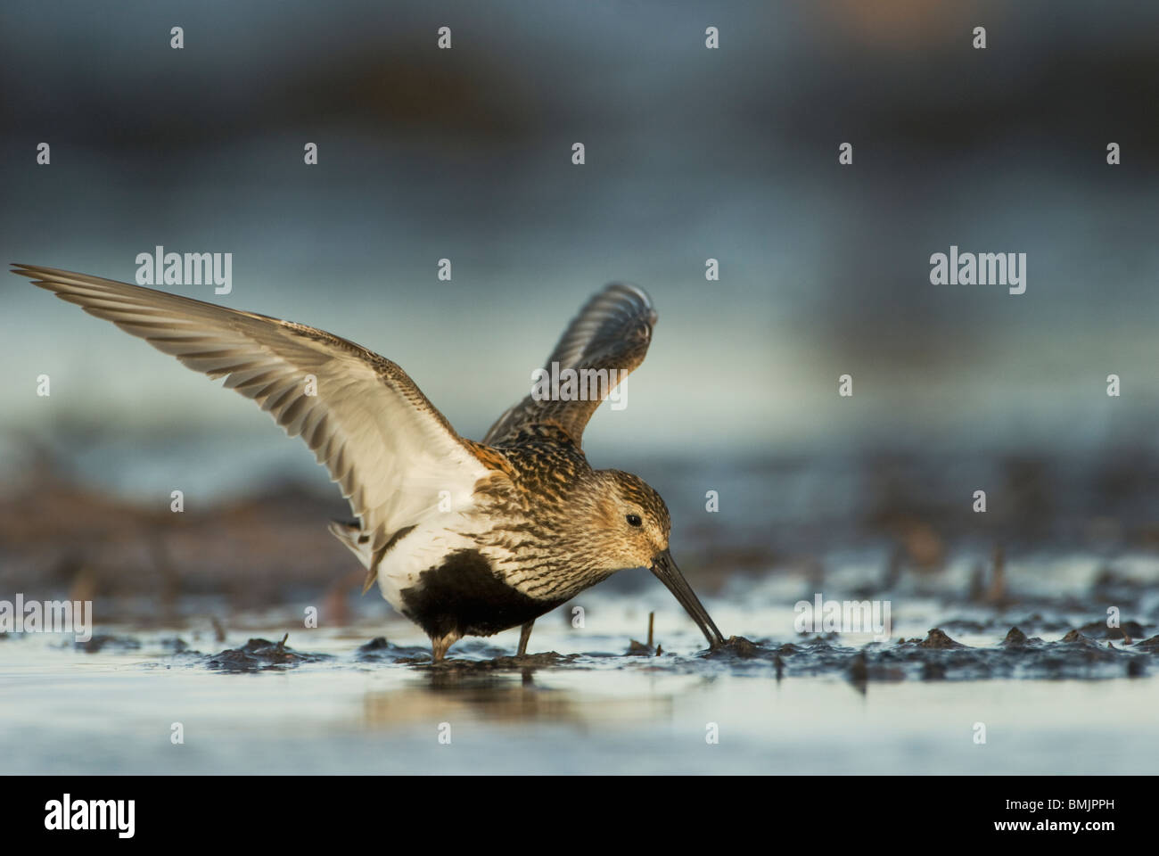 Scandinavia, Sweden, Oland, Dunlin bird standing in water, close-up ...
