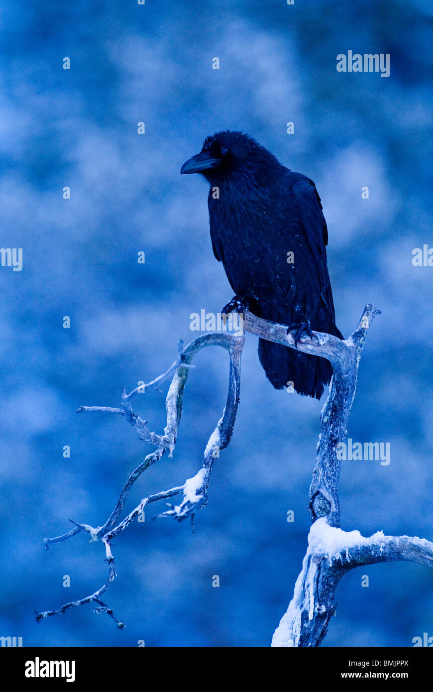 Raven tree hi-res stock photography and images - Alamy