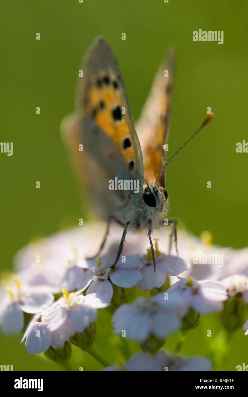 Very smallest butterfly hi-res stock photography and images - Alamy