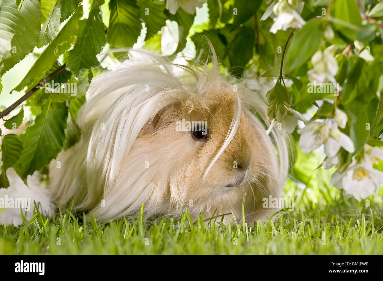 Angora guinea pig hi-res stock photography and images - Alamy