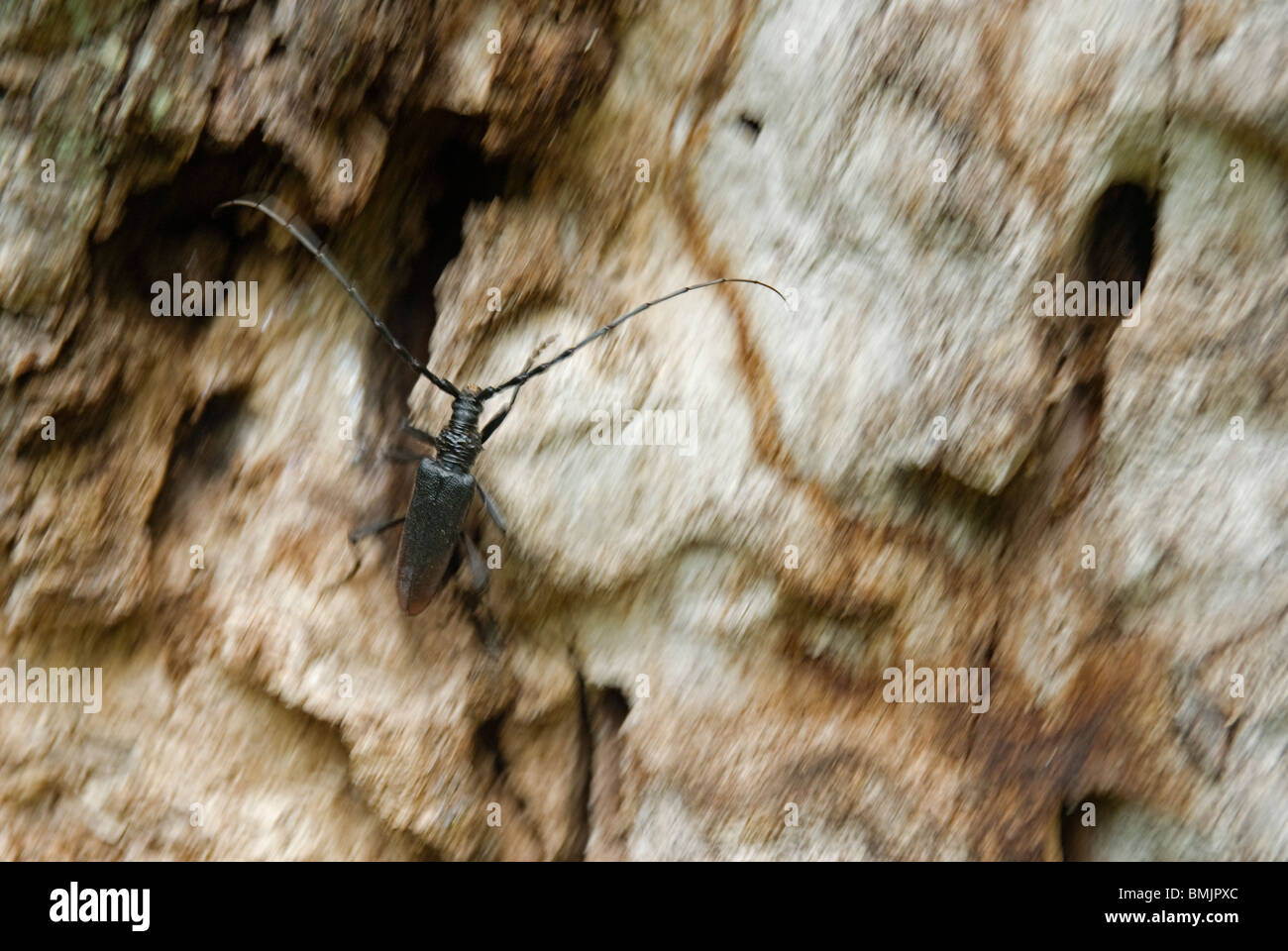 Different tree trunk hi-res stock photography and images - Alamy