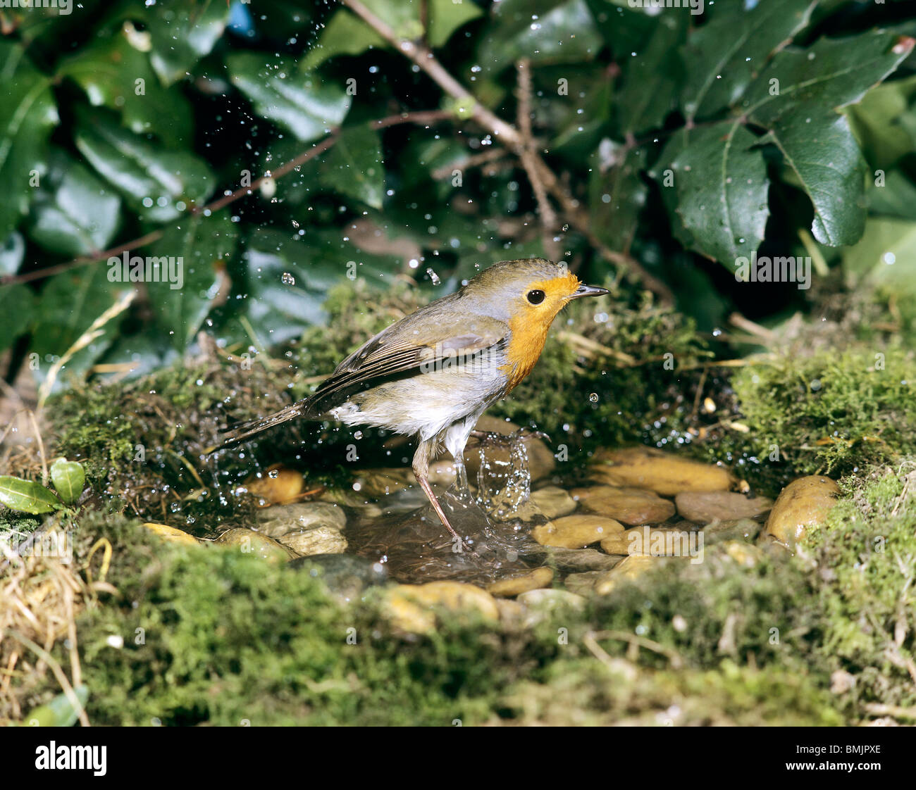 Robin taking a bath hi-res stock photography and images - Alamy