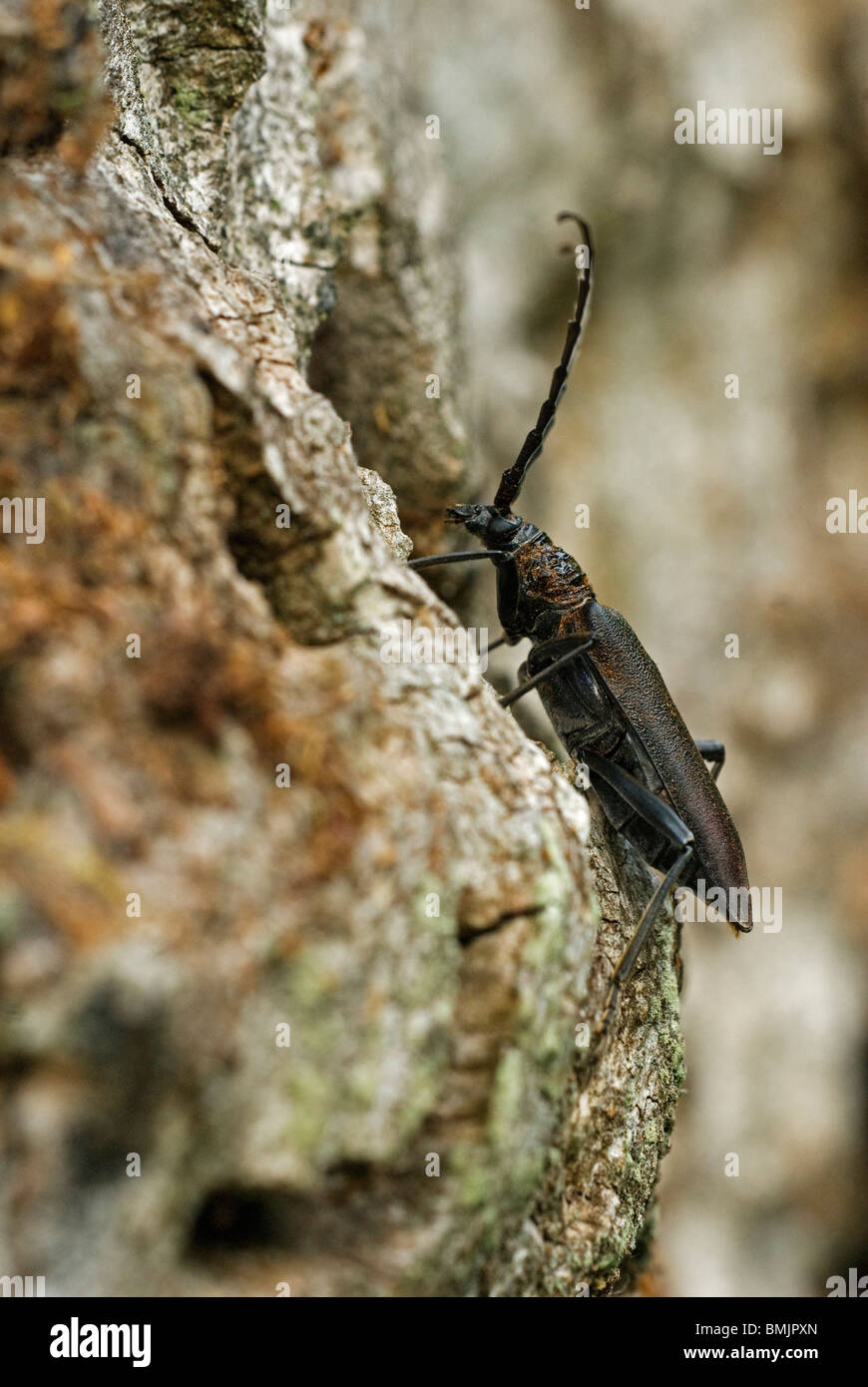 Insect on the tree hi-res stock photography and images - Alamy