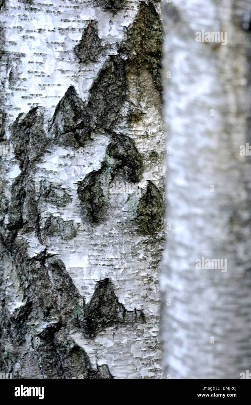 Detail of birch tree trunks hi-res stock photography and images - Alamy
