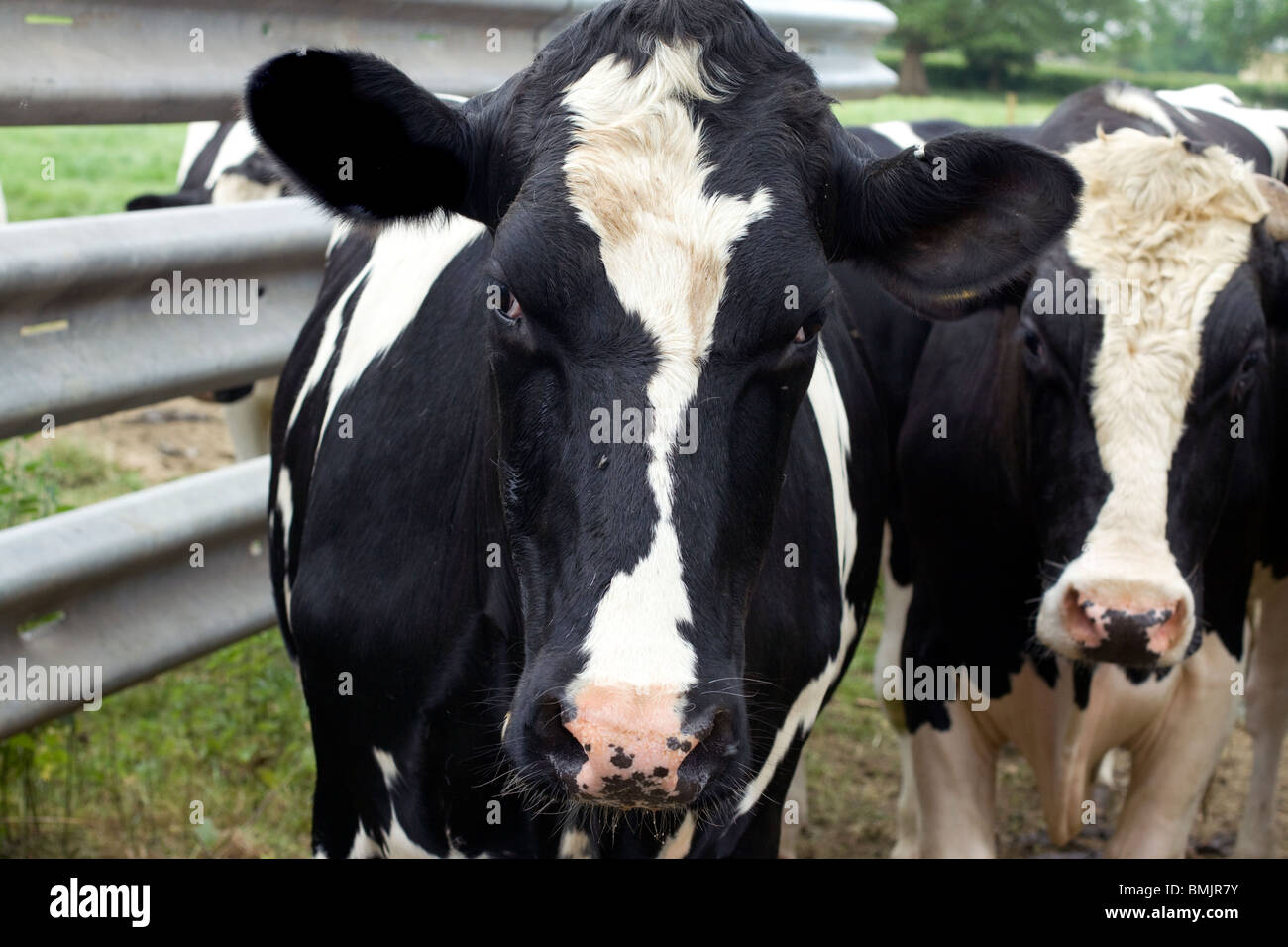British dairy cows hi-res stock photography and images - Alamy