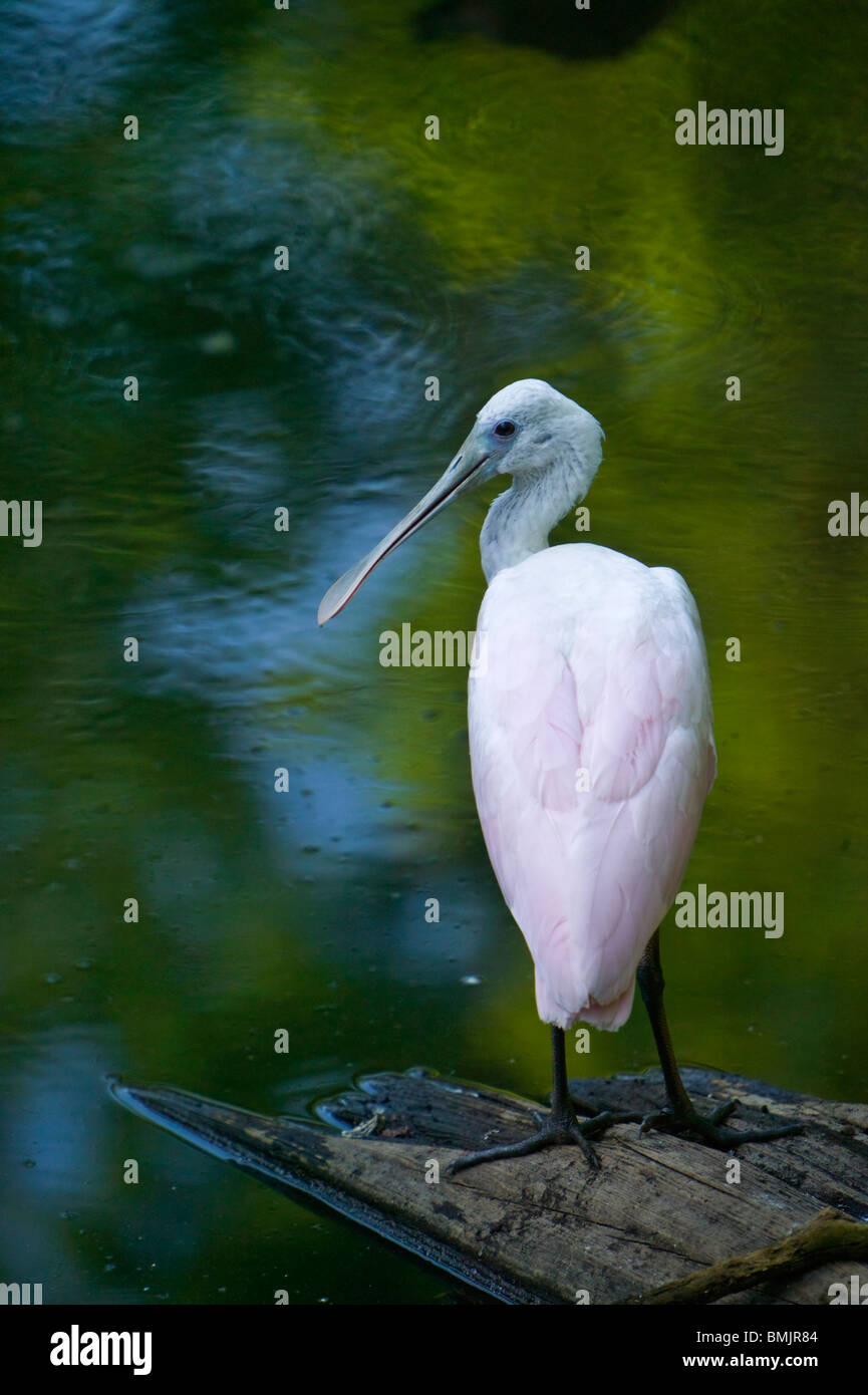 Stork beaks hi-res stock photography and images - Alamy