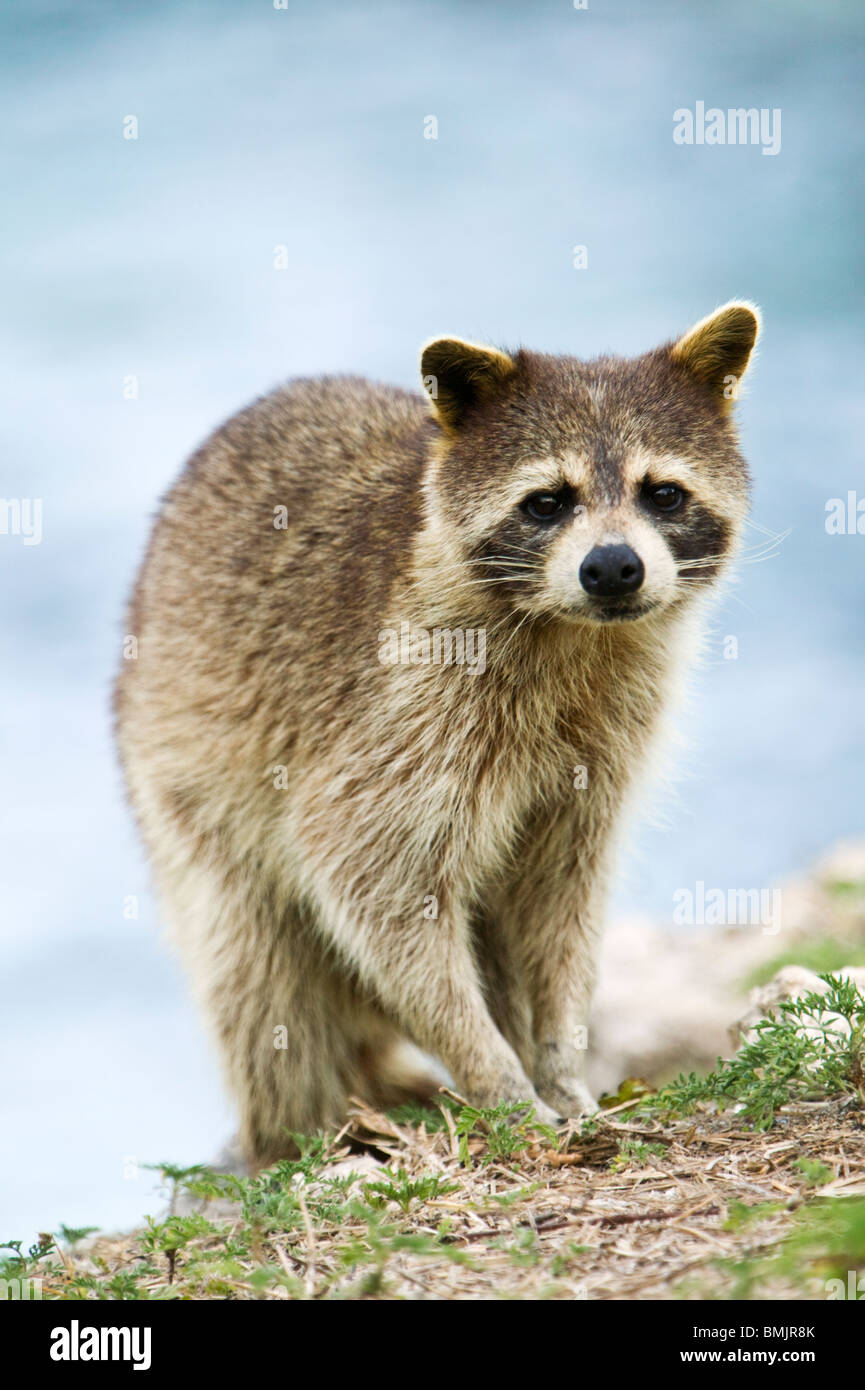 Florida racoon hi-res stock photography and images - Alamy