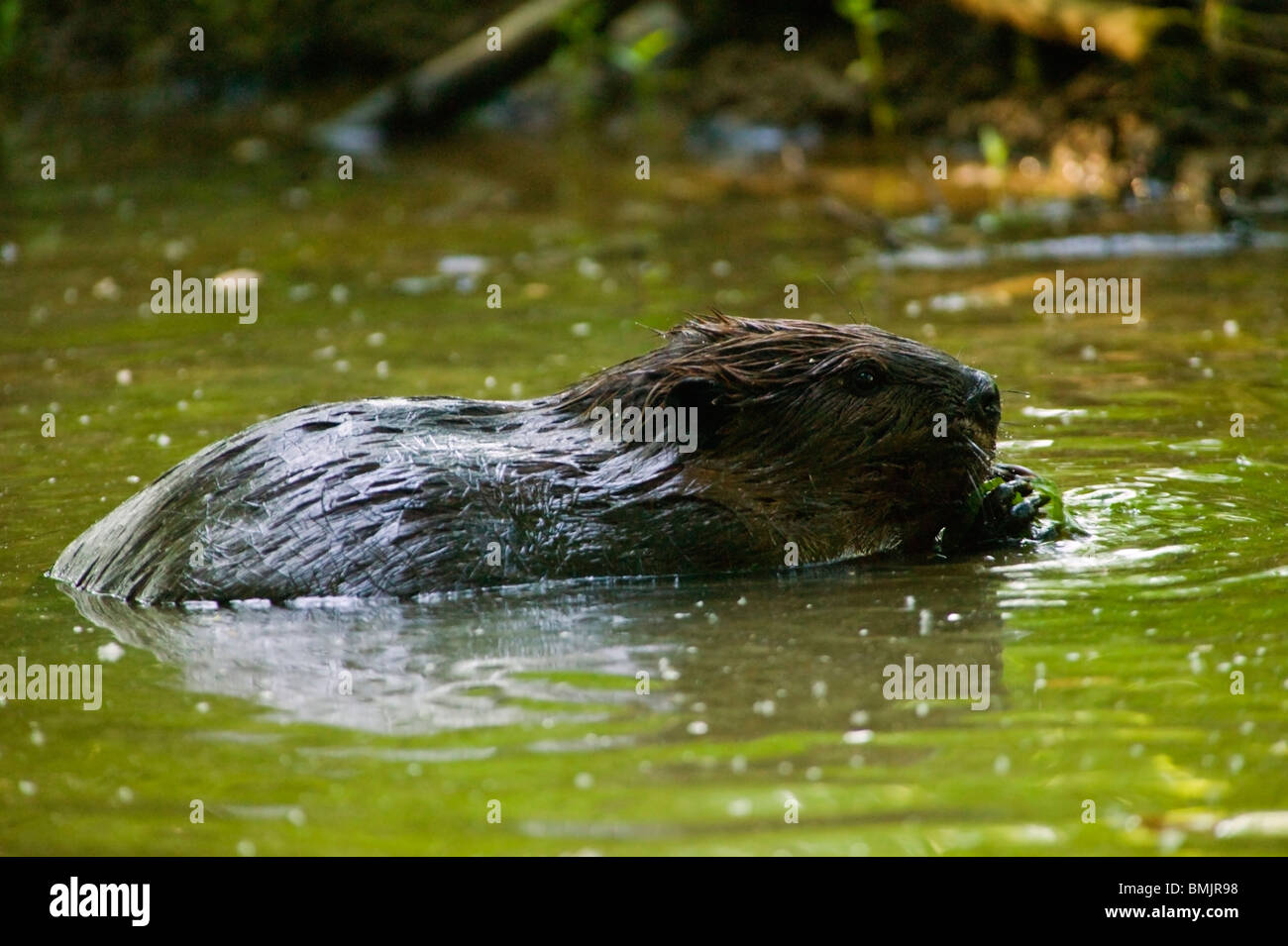 A beaver in the water Stock Photo - Alamy