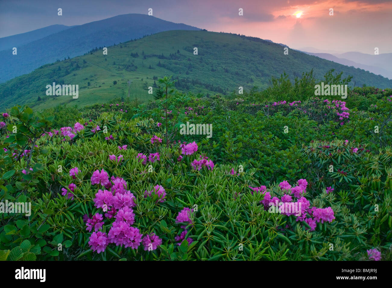Shrub wide open mountain hi-res stock photography and images - Alamy