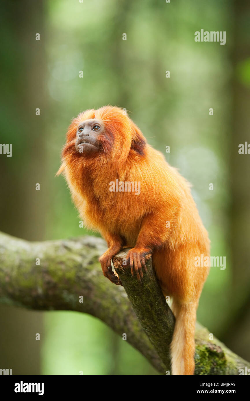 Golden Lion Tamarin Fur High Resolution Stock Photography and Images ...