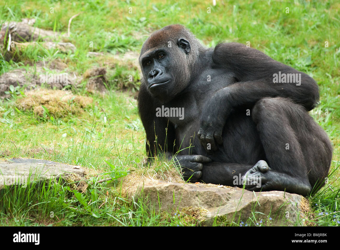 close up of a big female gorilla Stock Photo - Alamy