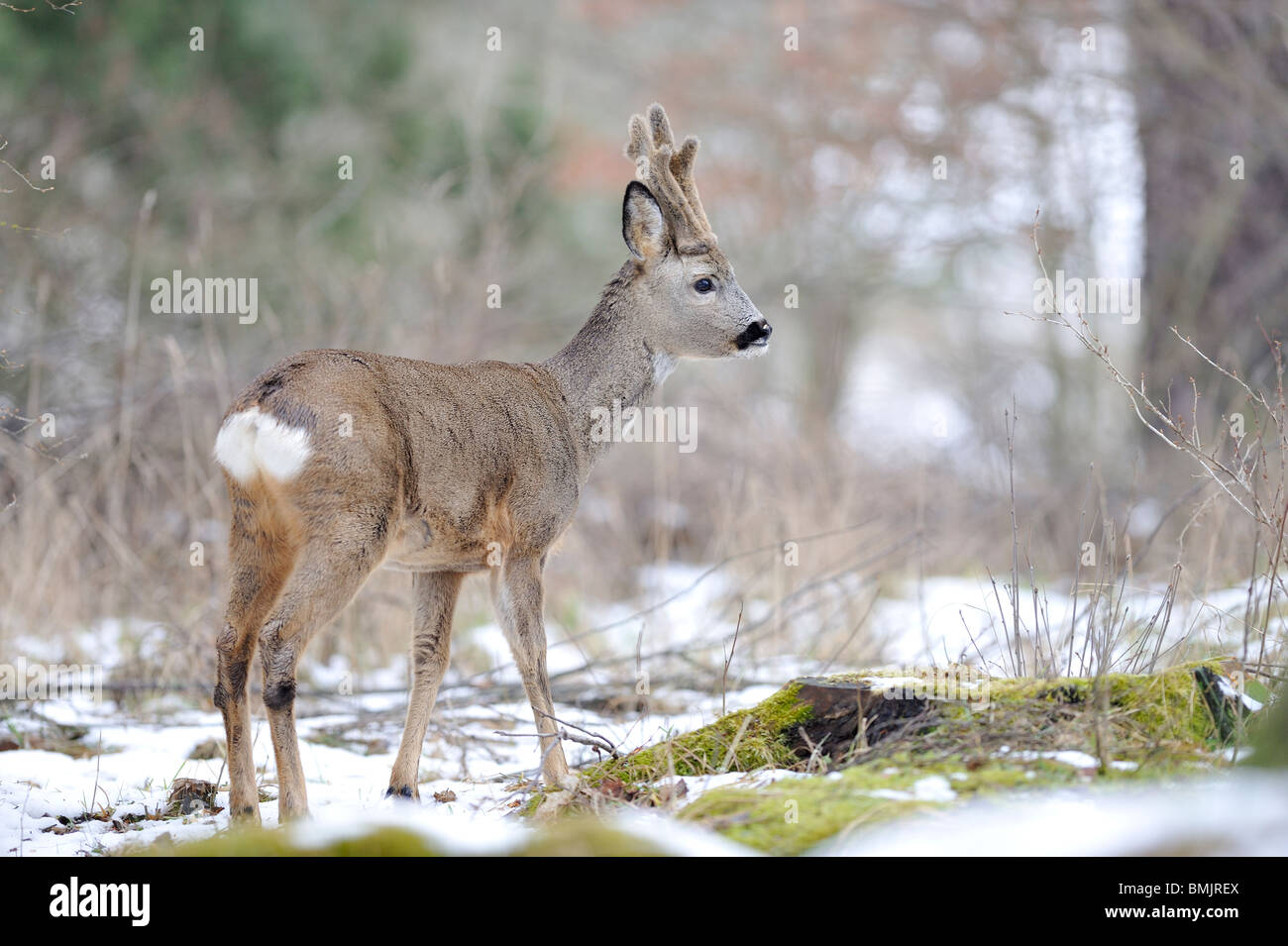 A roebuck hi-res stock photography and images - Alamy