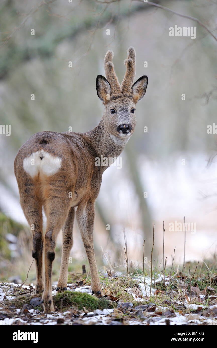A roebuck hi-res stock photography and images - Alamy
