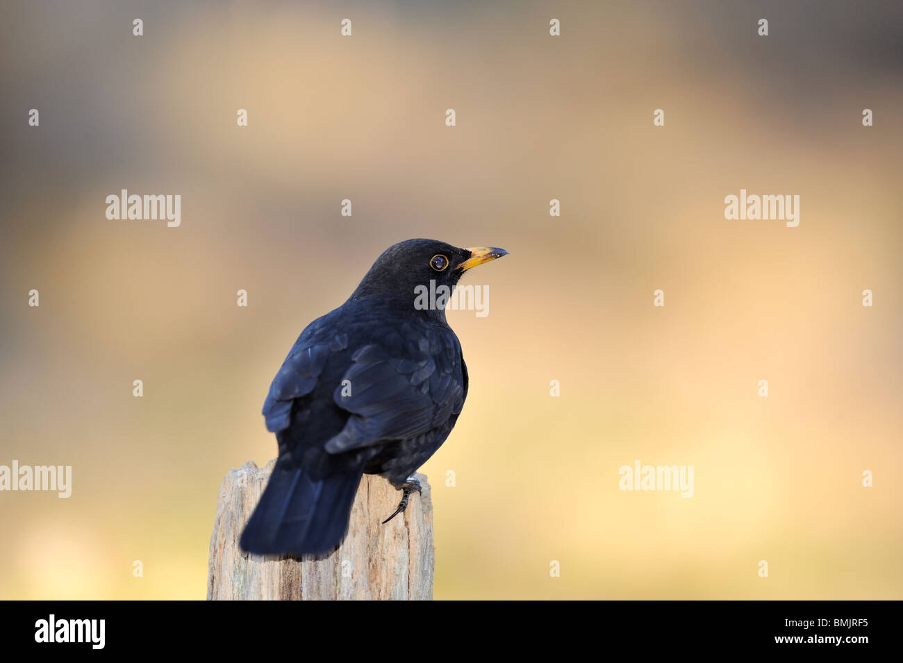 Rear view of a bird hi-res stock photography and images - Alamy