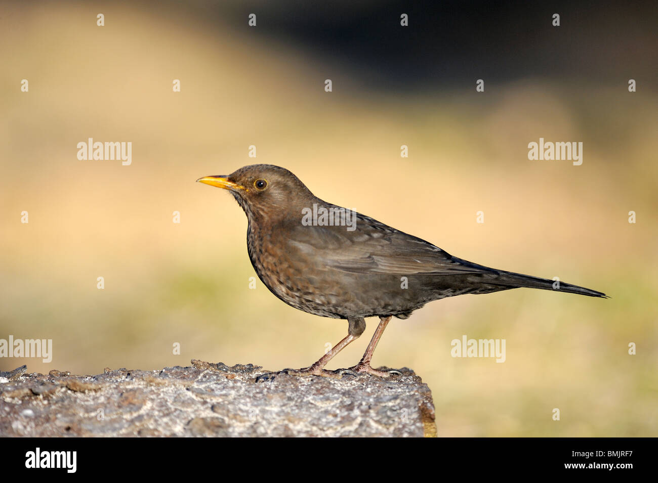 Scandinavian thrush hi-res stock photography and images - Alamy