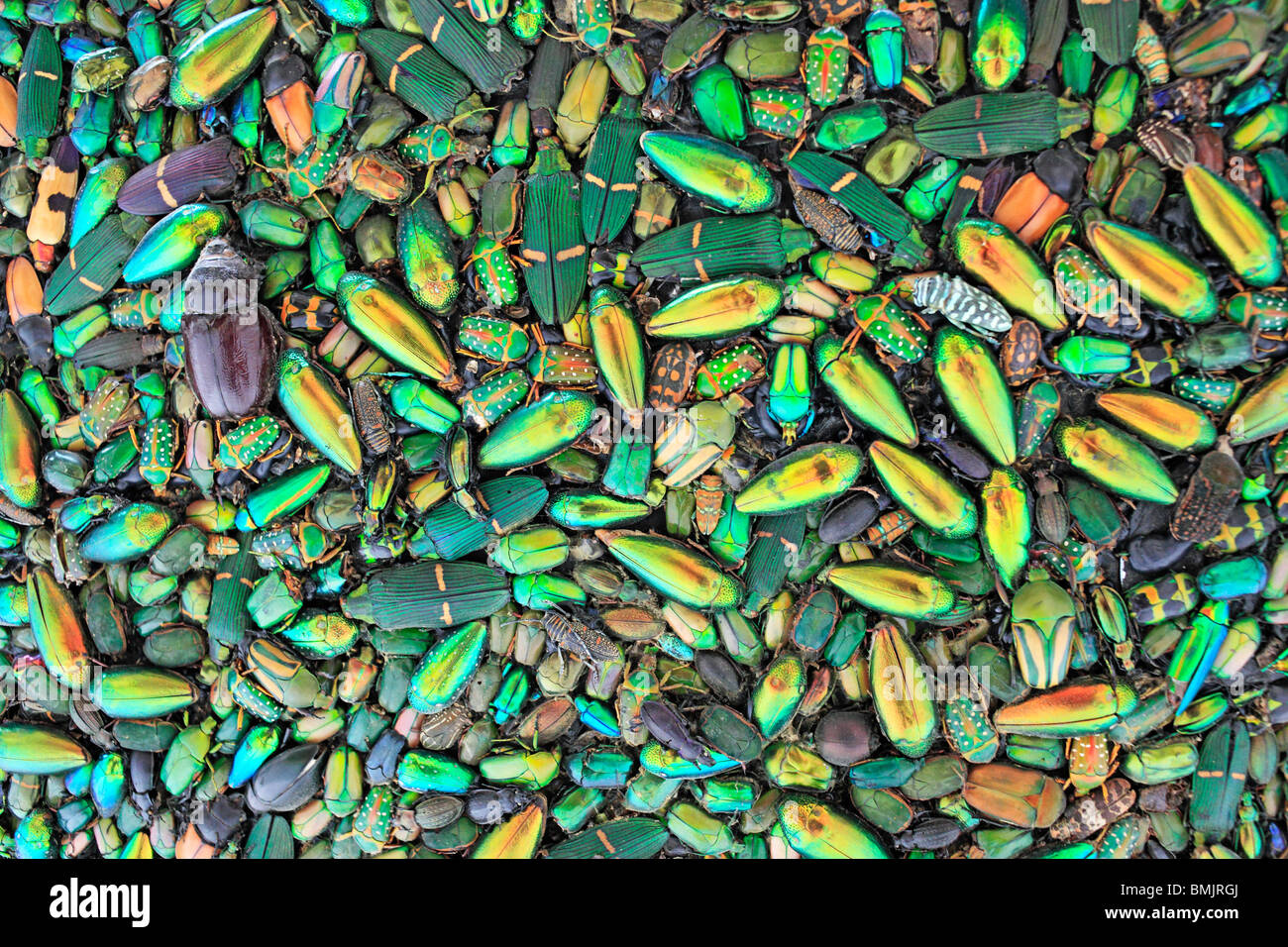 Insect museum hi-res stock photography and images - Alamy