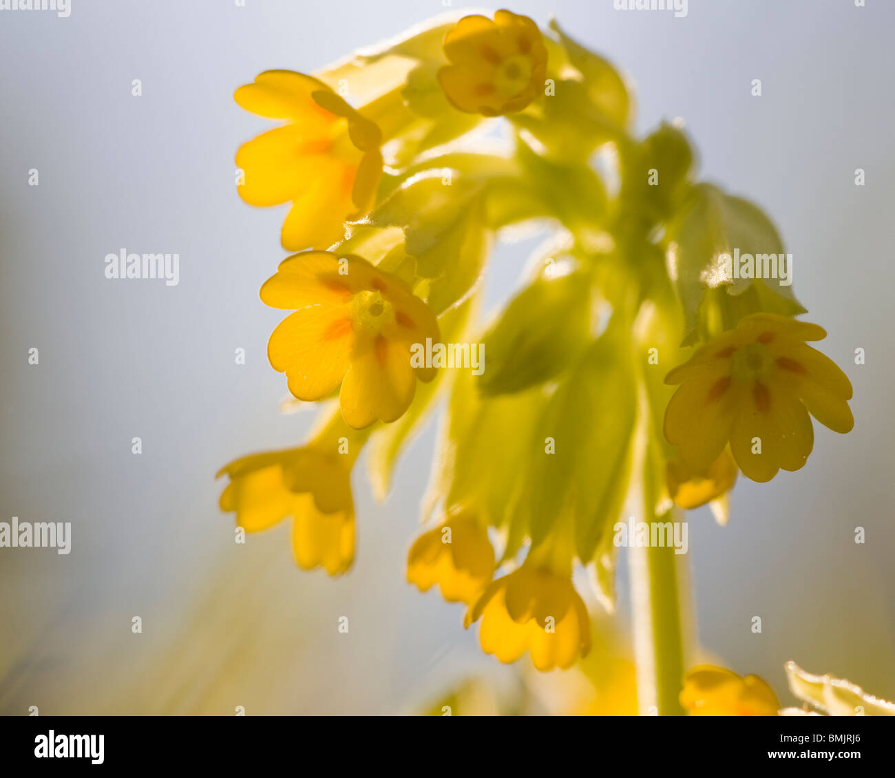 Cowslip hi-res stock photography and images - Alamy