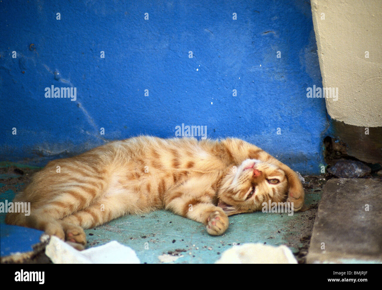 street cat miami beach Stock Photo - Alamy
