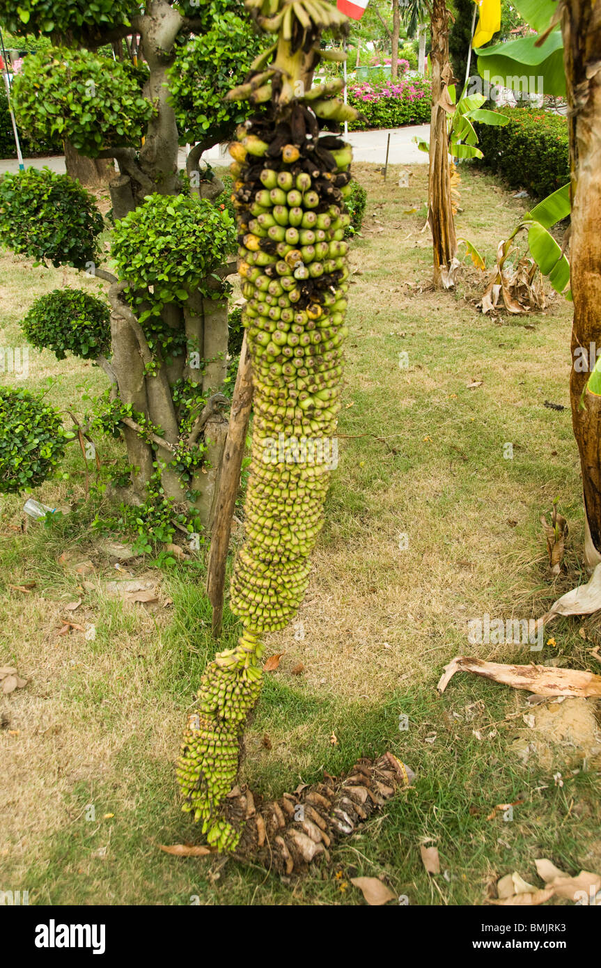 Longest banana branch in wat ratchapraditsathan, ayutthaya, Thailand ...