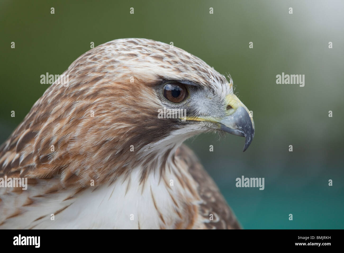 Red tailed hawk captivity hi-res stock photography and images - Alamy