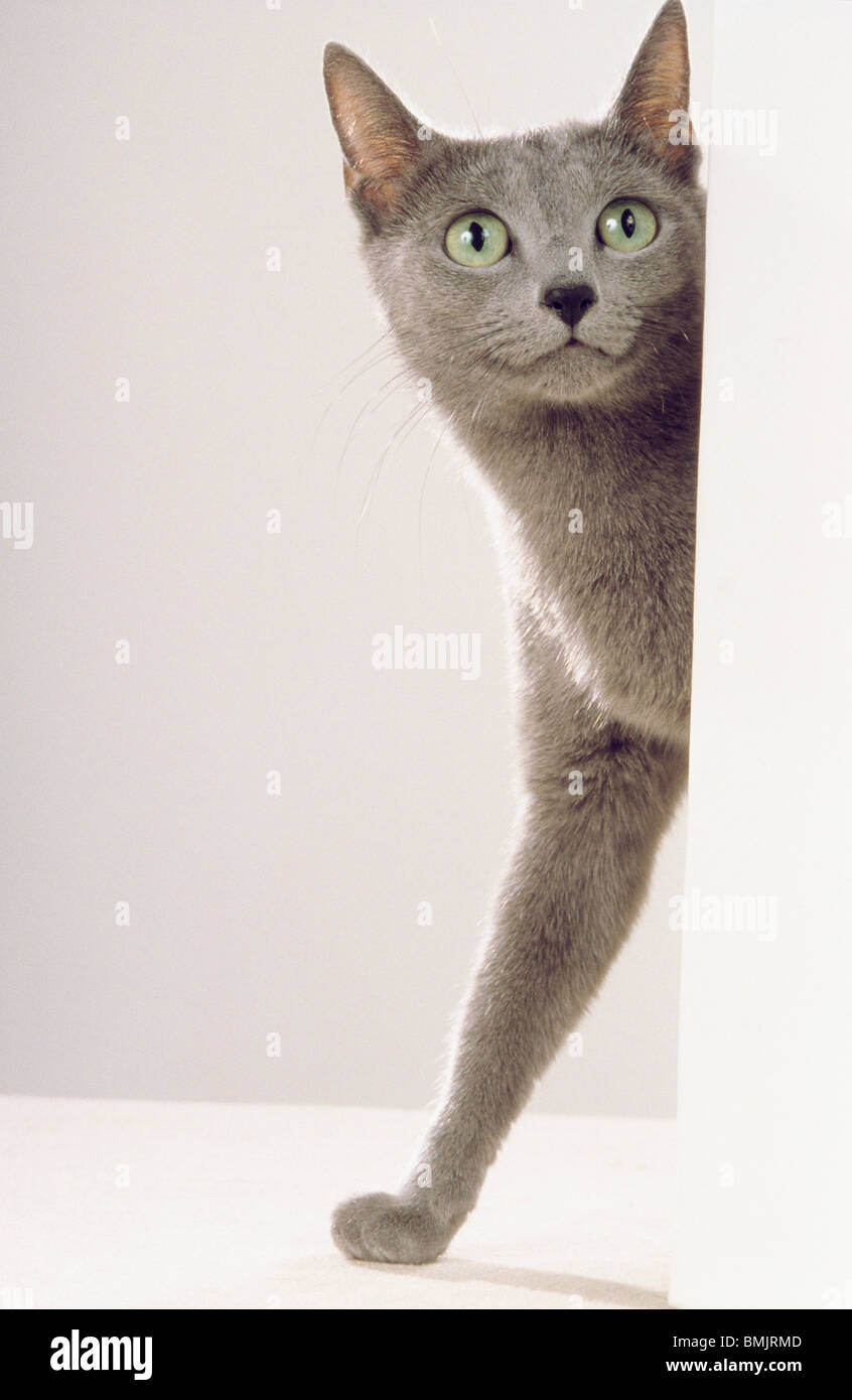 Russian Blue. Adult cat looking around a corner Stock Photo - Alamy