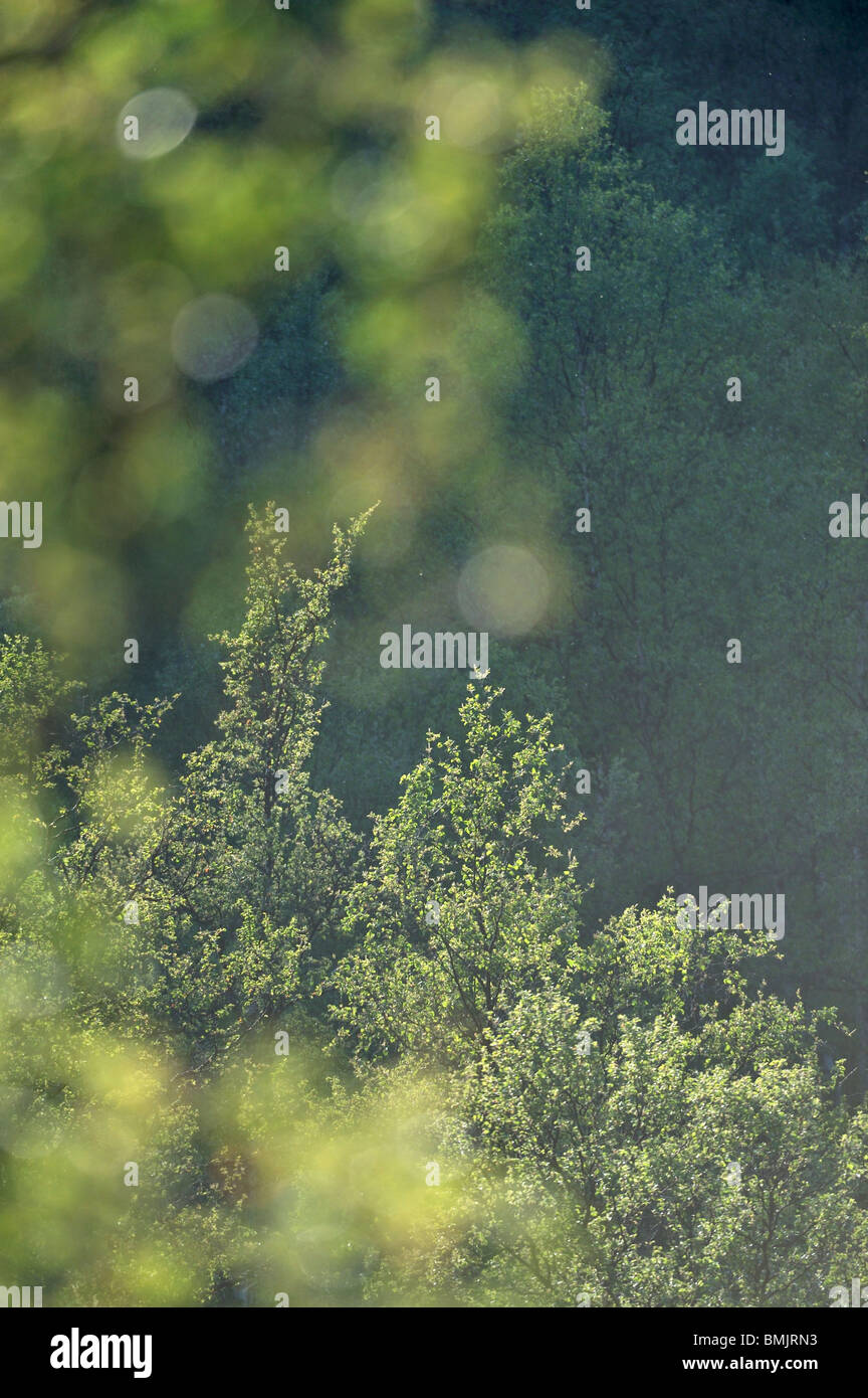 Summer summers lush hi-res stock photography and images - Alamy