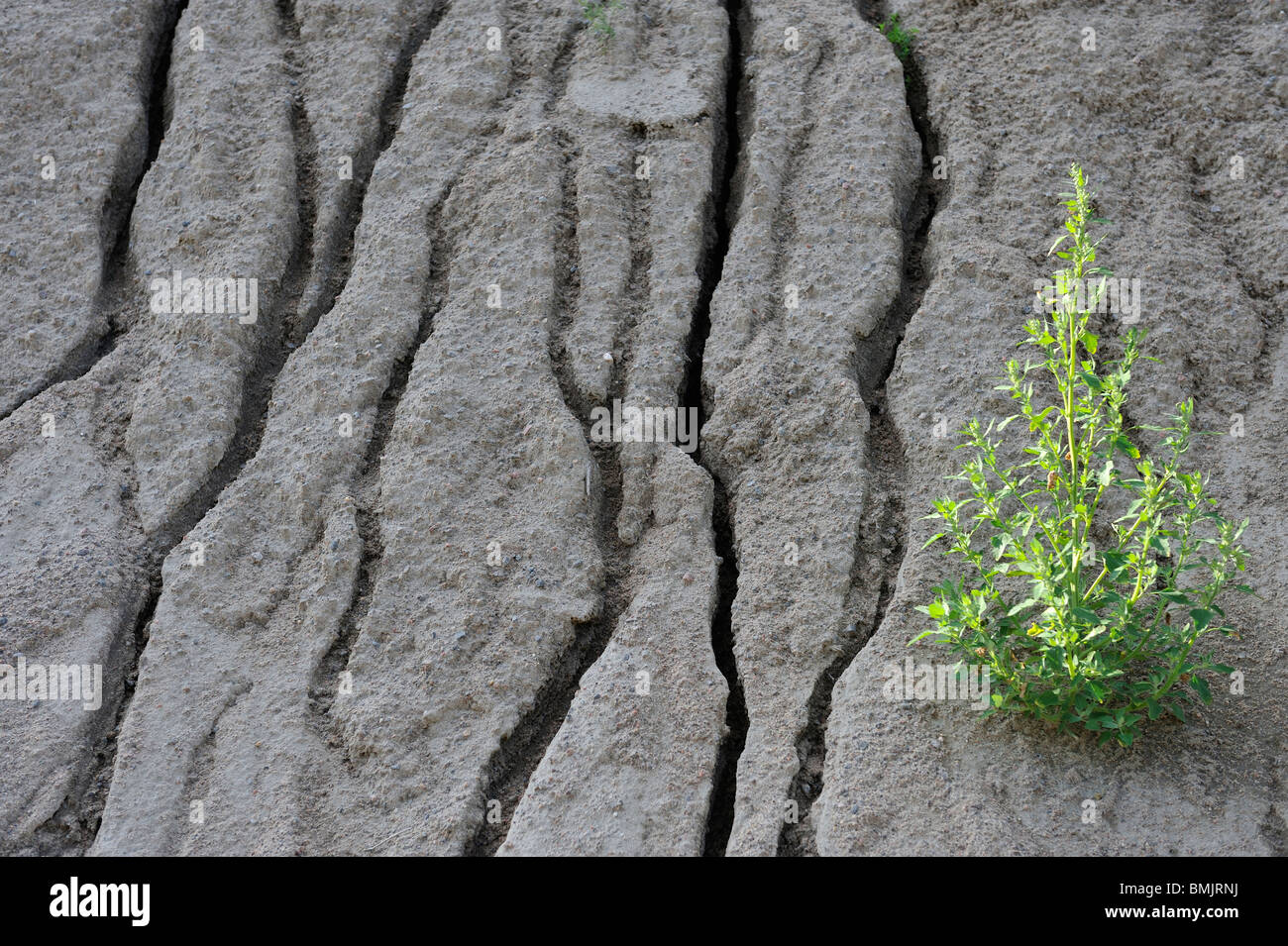 A plant groving in the sand Stock Photo - Alamy