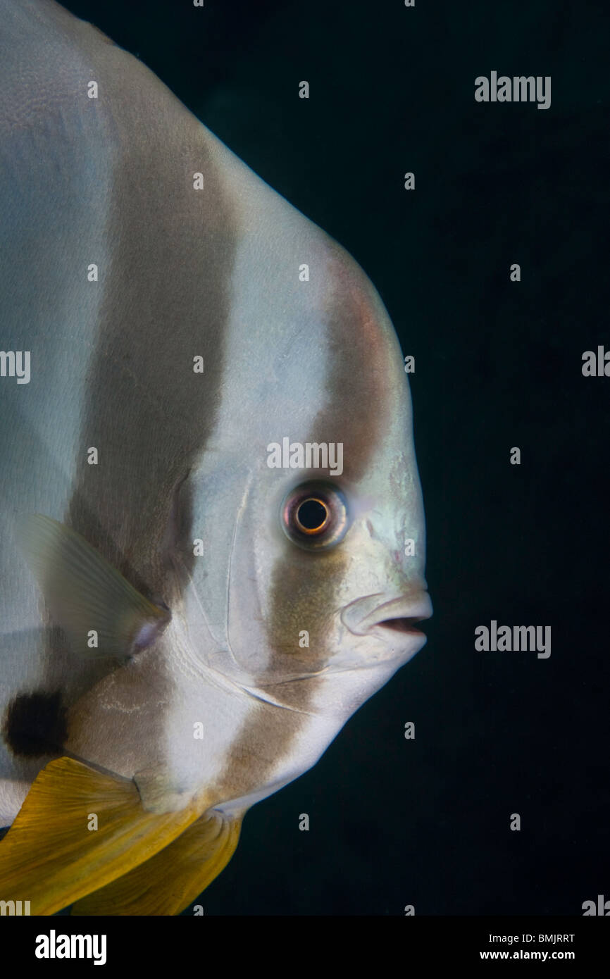 Finned bat hi-res stock photography and images - Alamy