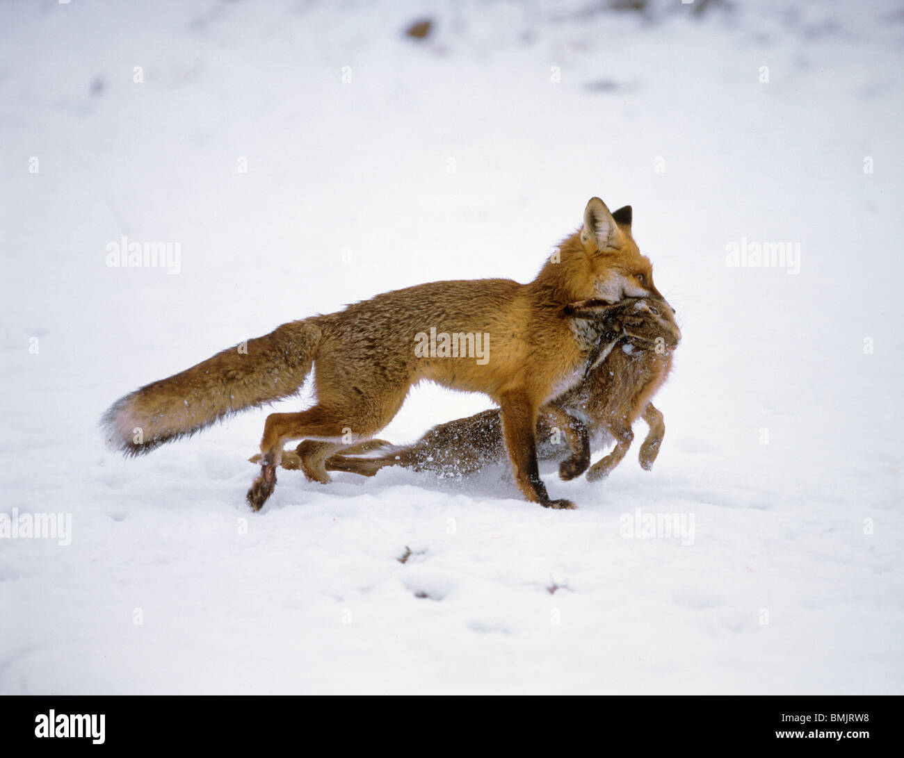 Red Fox with prey in the snow / Vulpes Vulpes Stock Photo - Alamy
