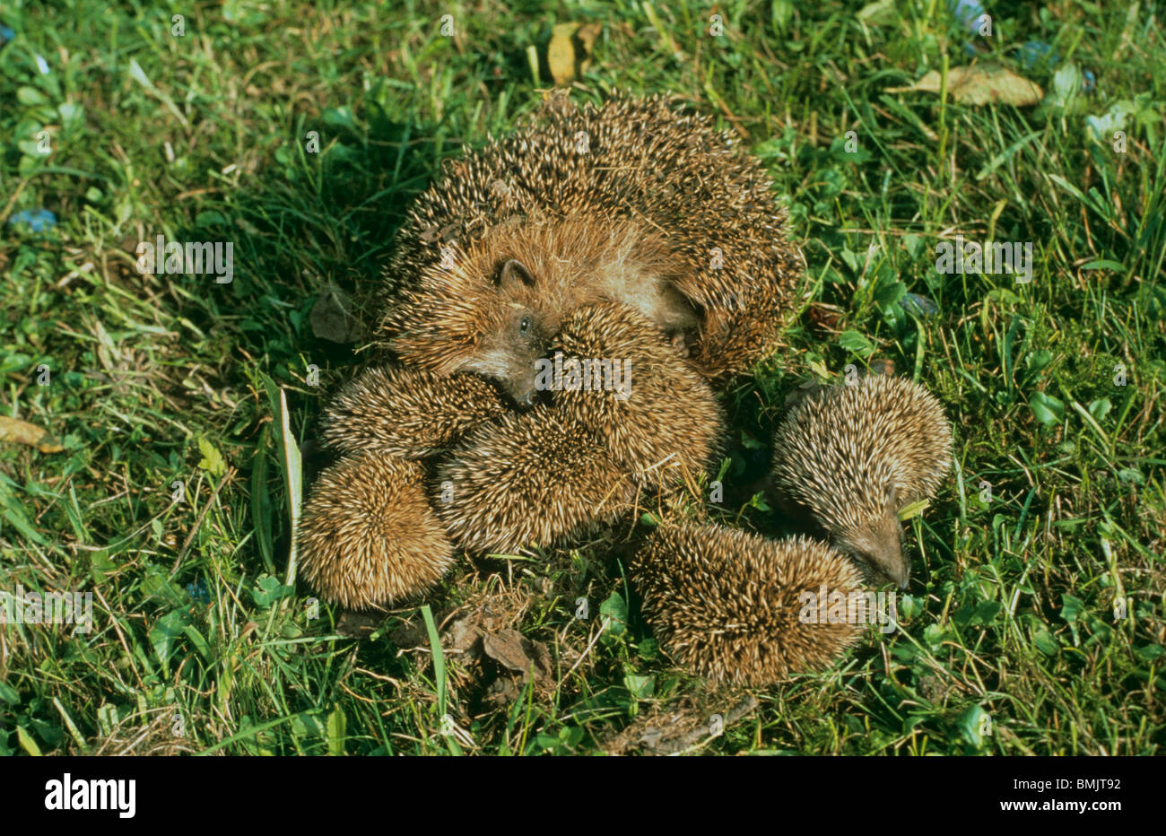 hedgehog with cubs on meadow Stock Photo - Alamy