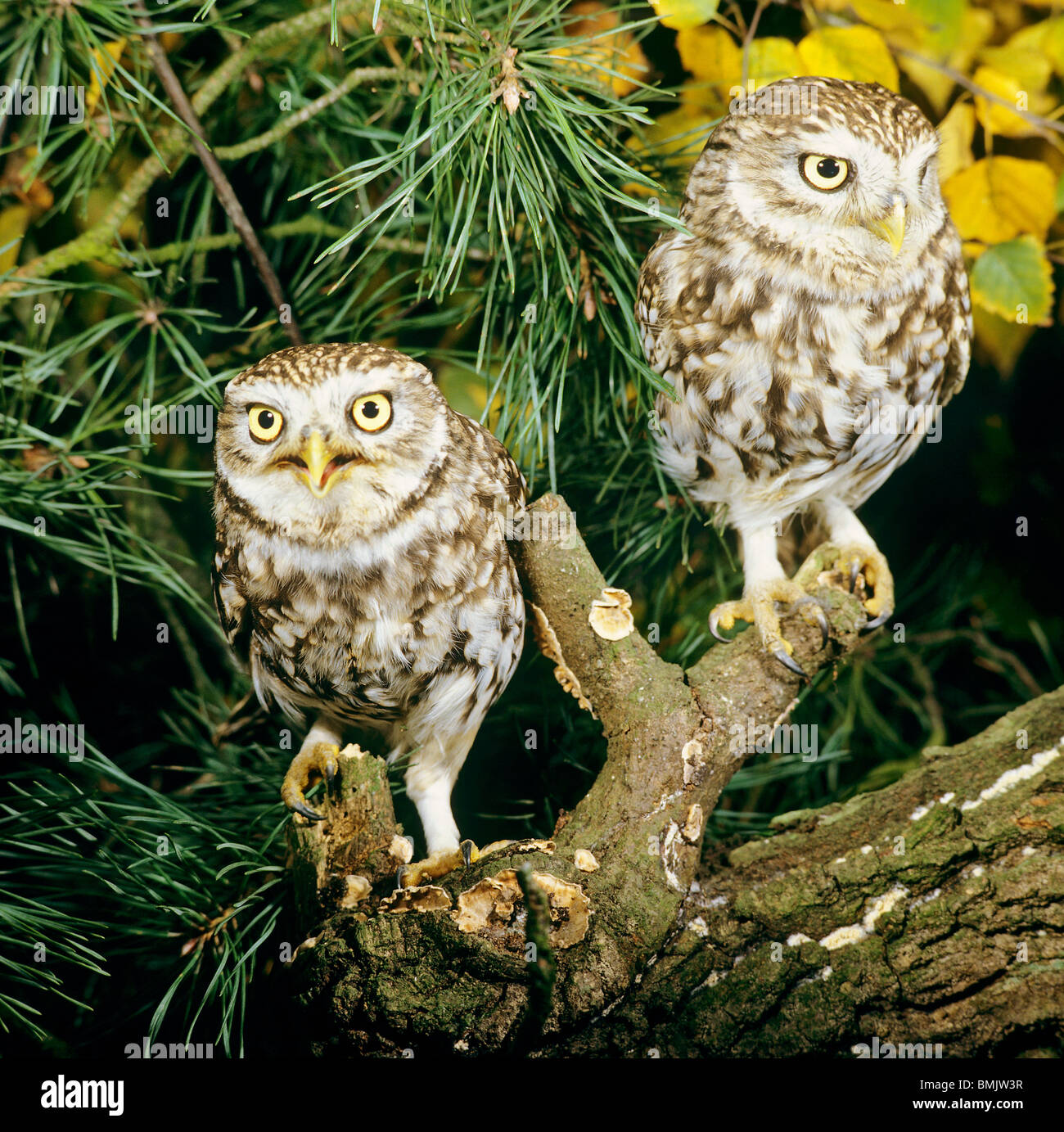 Owl couple hi-res stock photography and images - Alamy